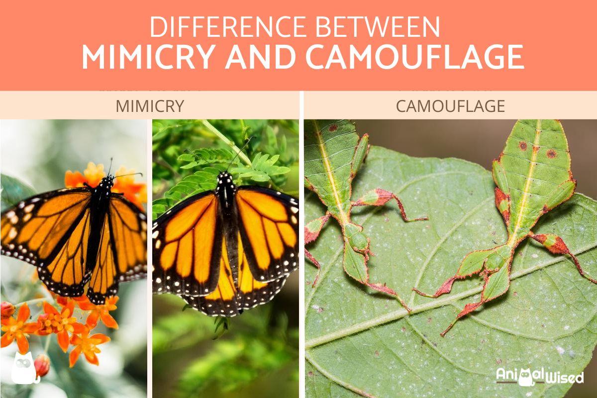 Mimicry vs. Camouflage - Definition, Characteristics, Examples