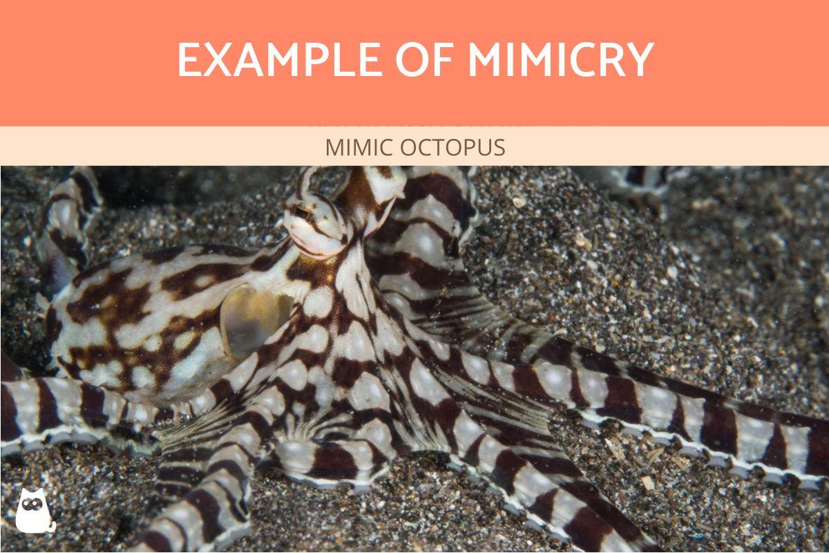 Mimicry vs. Camouflage - Definition, Characteristics, Examples