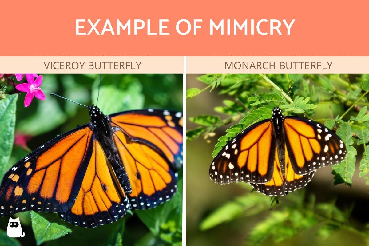 Mimicry vs. Camouflage - Definition, Characteristics, Examples