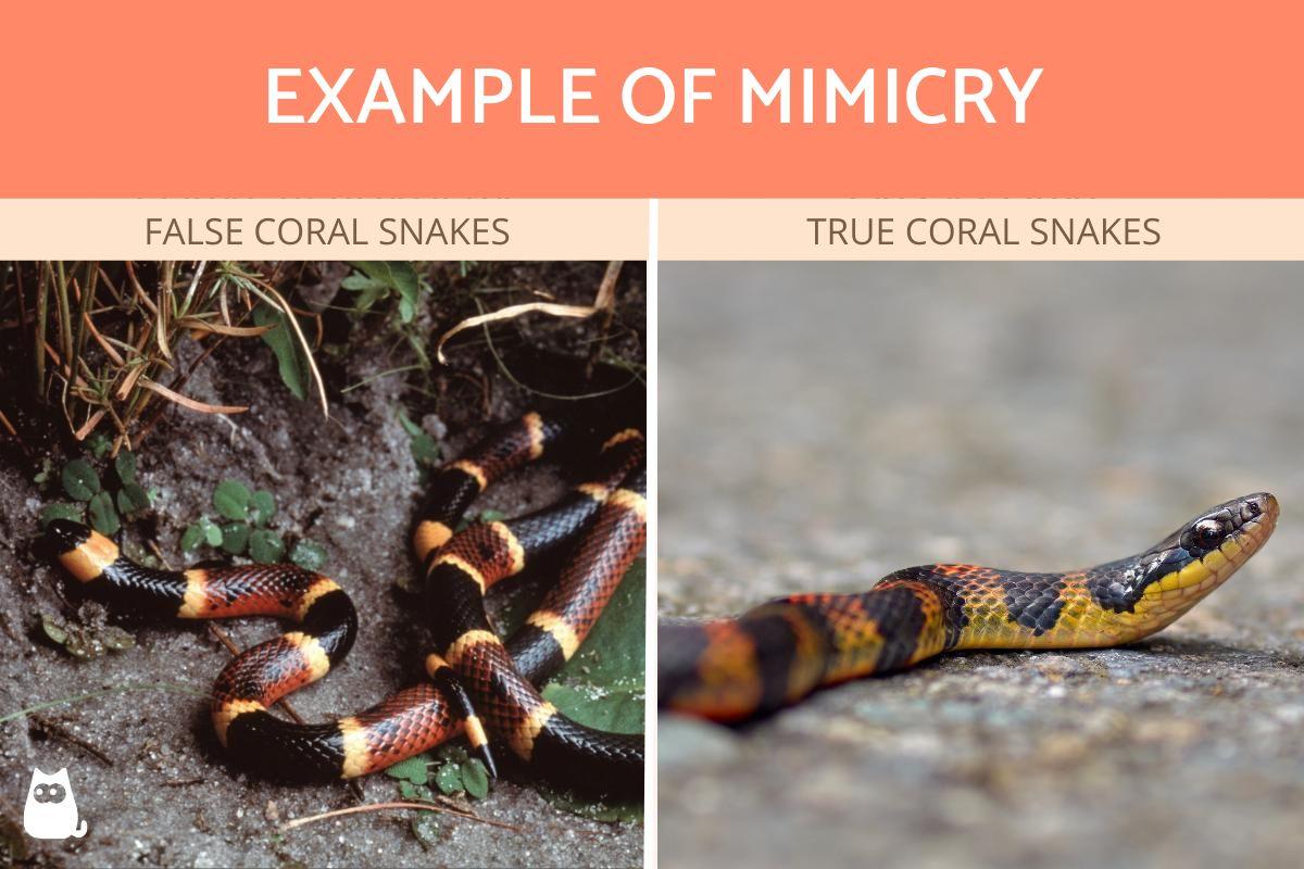 Mimicry vs. Camouflage - Definition, Characteristics, Examples