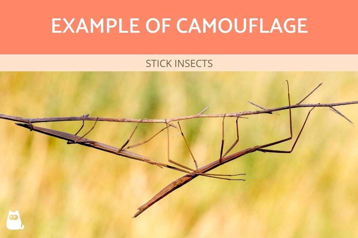 Mimicry vs. Camouflage - Definition, Characteristics, Examples
