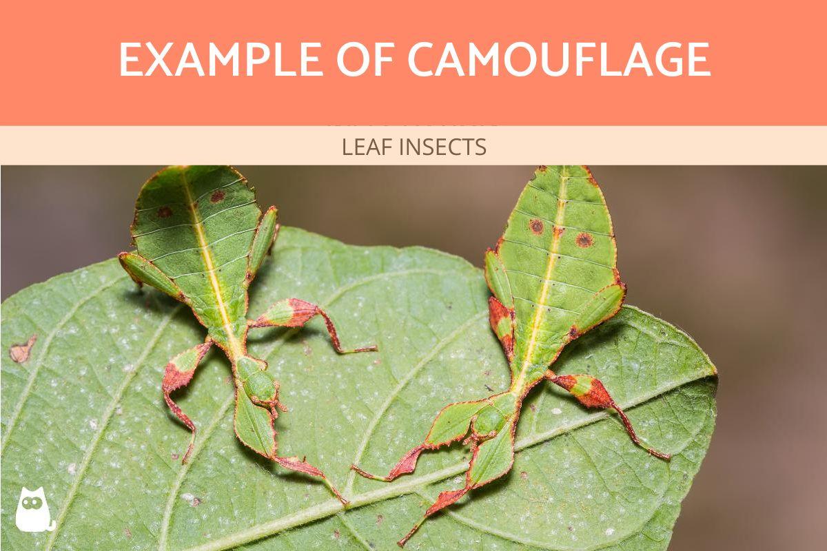 Mimicry vs. Camouflage - Definition, Characteristics, Examples