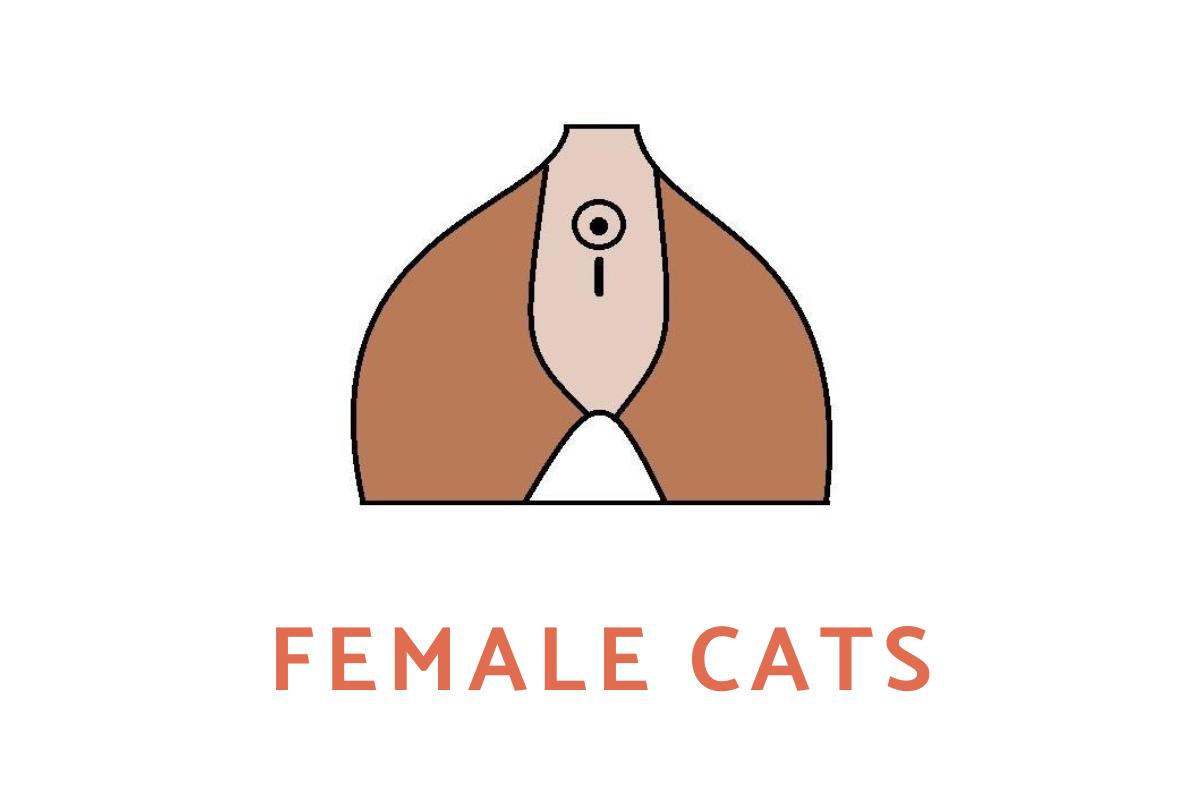 How to Tell the Difference Between Male vs. Female Kittens - Sexing ...