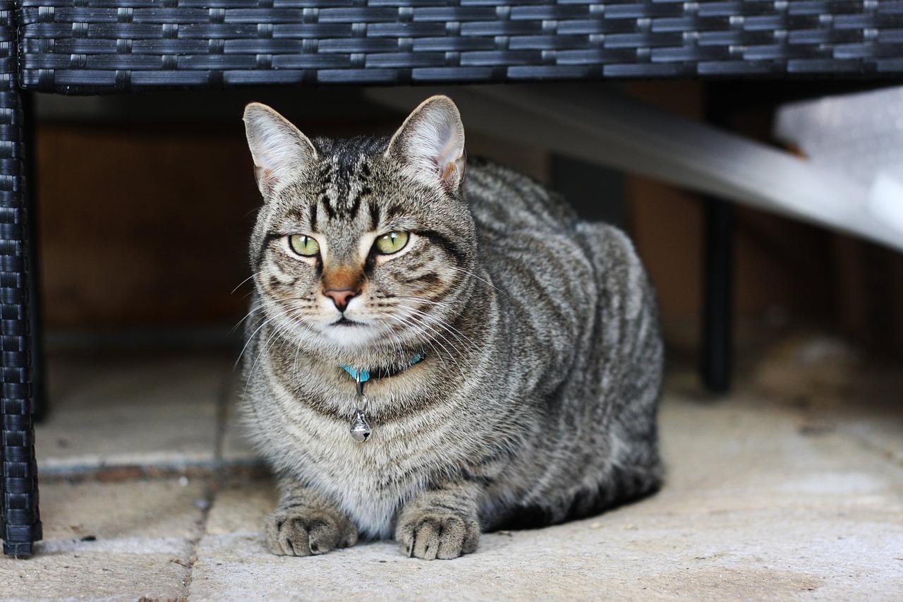 How to Tell the Difference Between Male vs. Female Kittens - Sexing ...