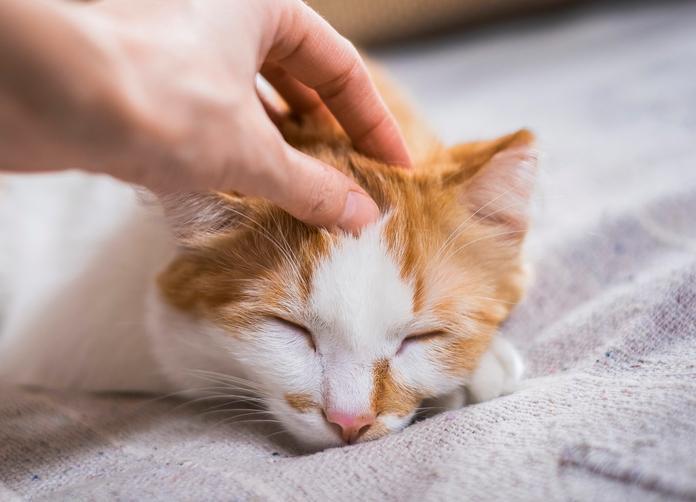 The Best Places to Pet a Cat - How to Pet Properly