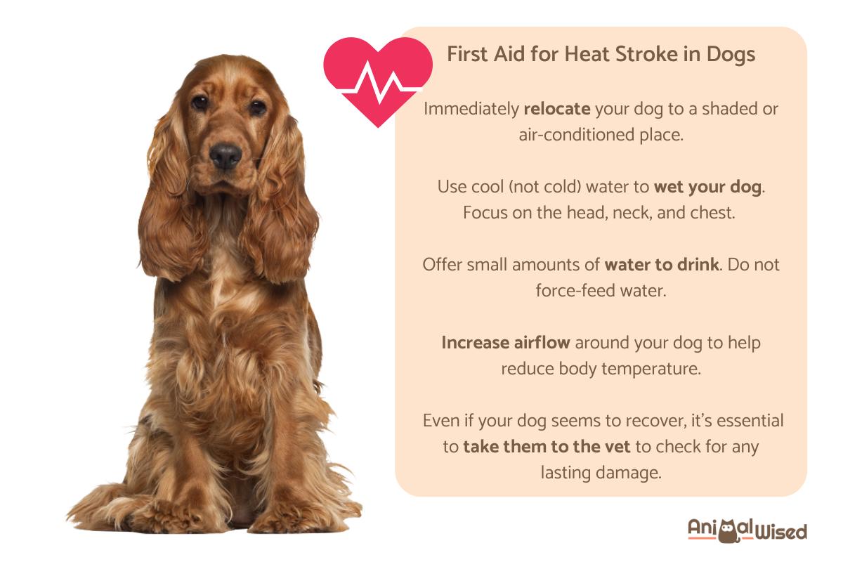 Heat Stroke in Dogs - Causes, Symptoms, First Aid & Prevention