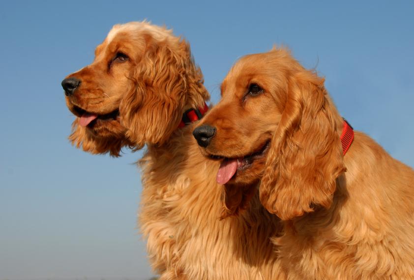 Types of Spaniel Dogs: Spaniel Breeds Around the World