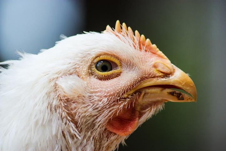 15+ Common Chicken Diseases and Symptoms