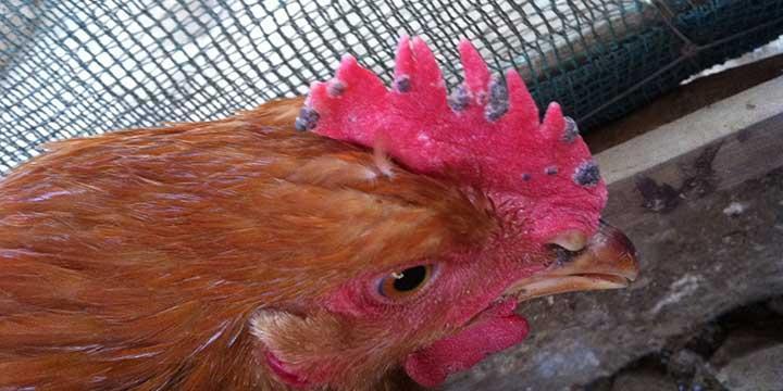 15+ Common Chicken Diseases and Symptoms
