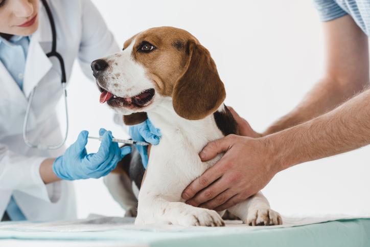Cimetidine for Dogs - Dosage, Uses and Side Effects