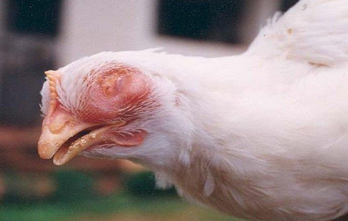 15+ Common Chicken Diseases and Symptoms