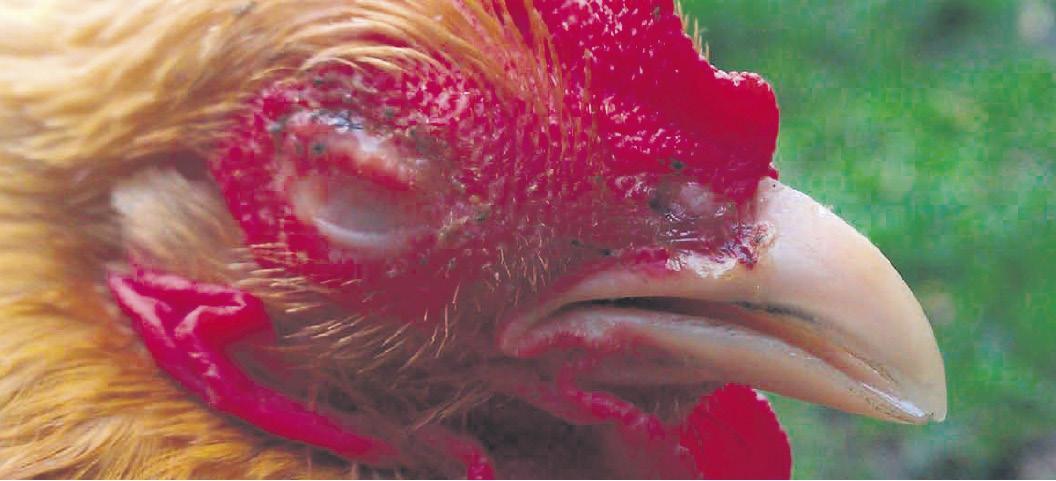 15+ Common Chicken Diseases and Symptoms