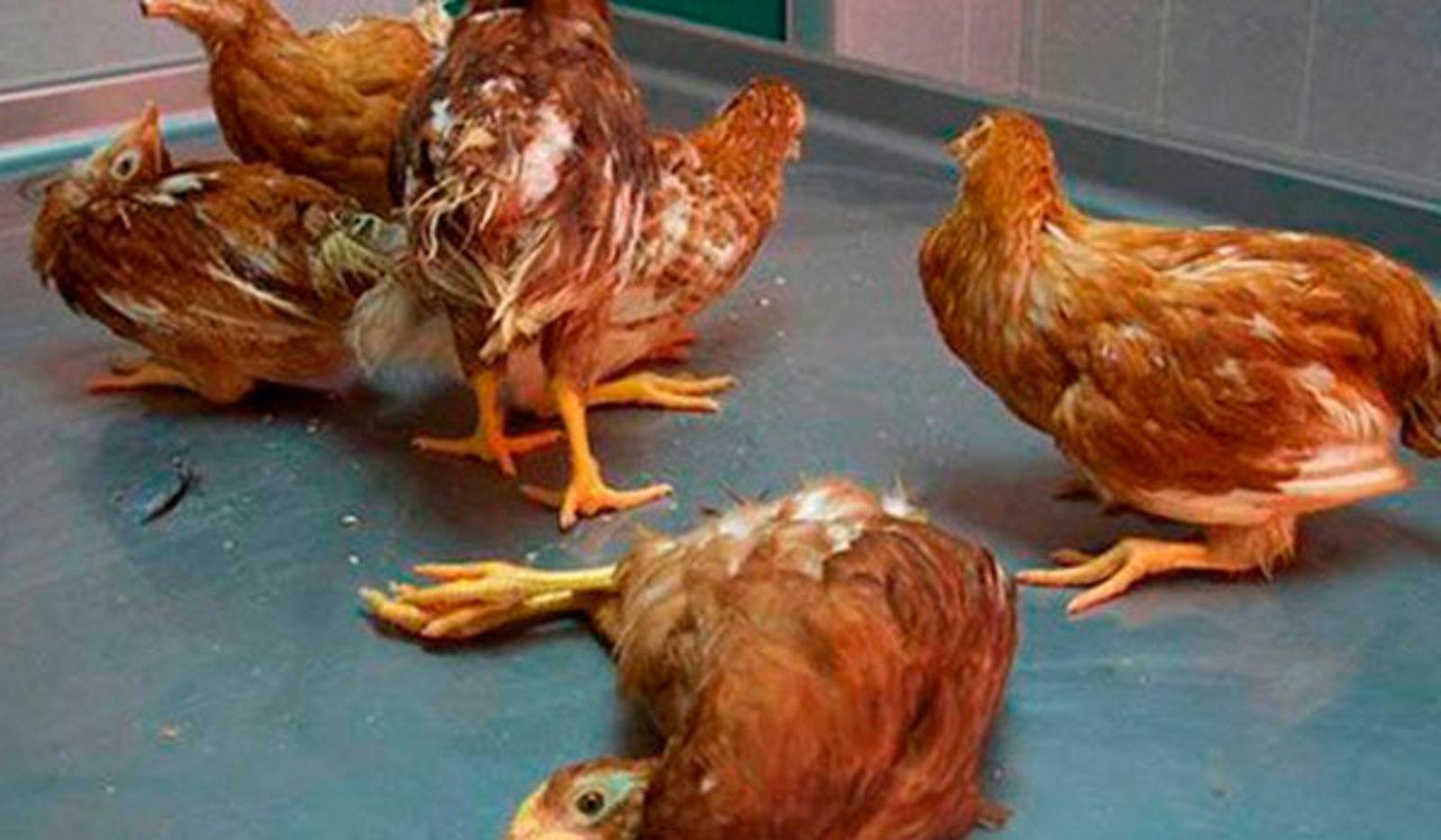 15+ Common Chicken Diseases and Symptoms