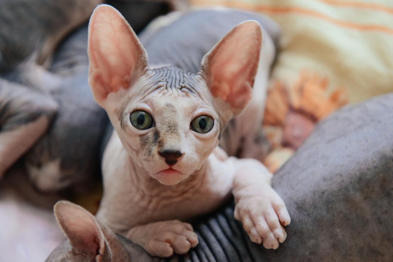 5 Hairless Cat Breeds - Syphnx, Elf, Lykoi and More!