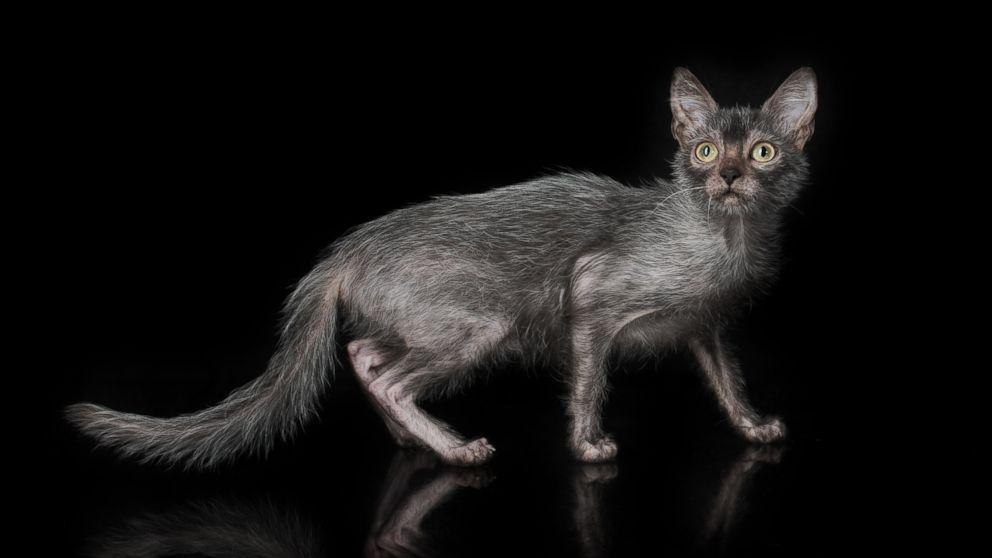 5 Hairless Cat Breeds - Syphnx, Elf, Lykoi and More!