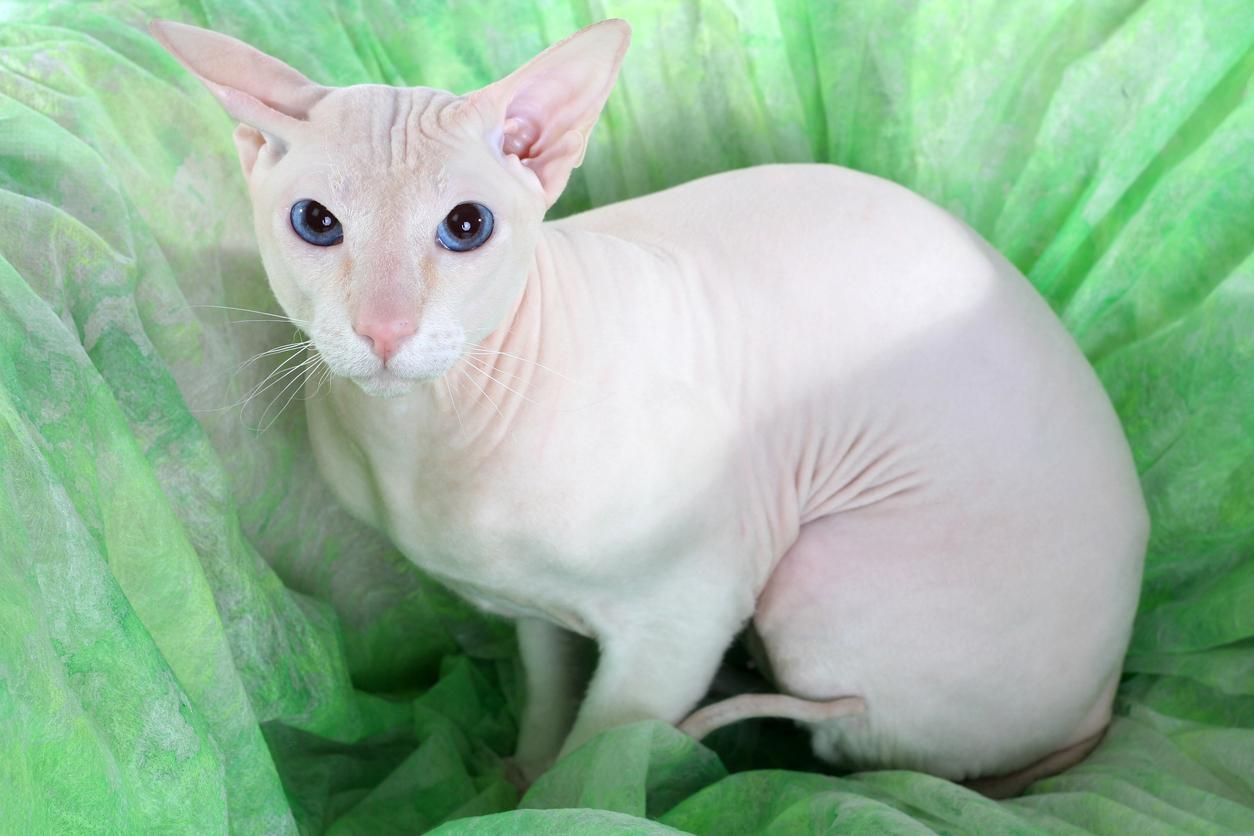 5 Hairless Cat Breeds - Syphnx, Elf, Lykoi and More!