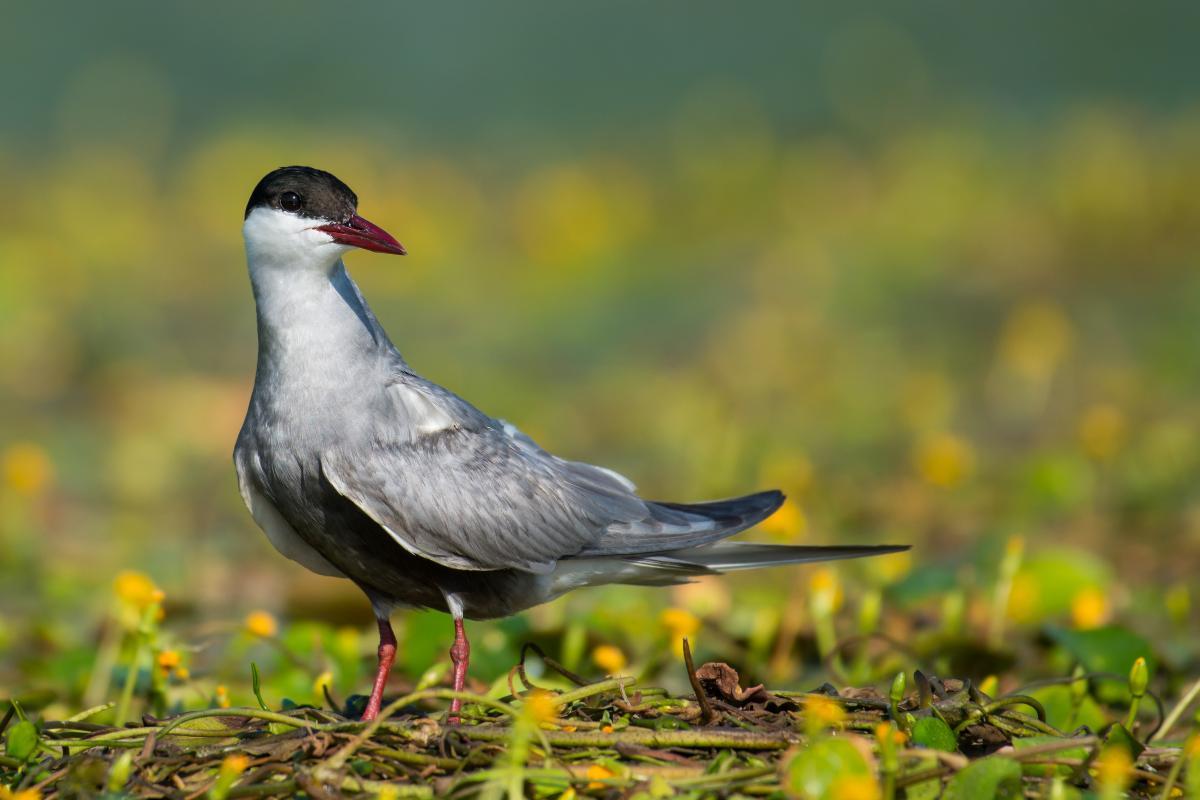 Discover Web-Footed Birds - Characteristics and Photos