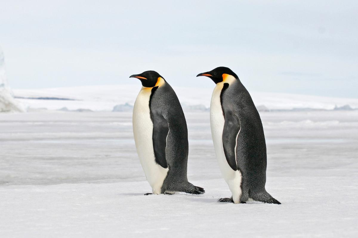 Discover Web-Footed Birds - Characteristics and Photos