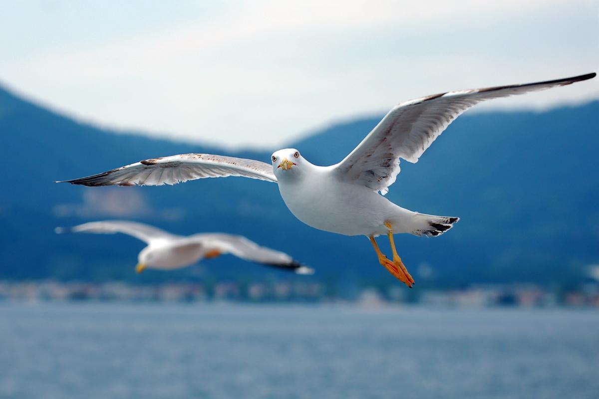 Discover Web-Footed Birds - Characteristics and Photos