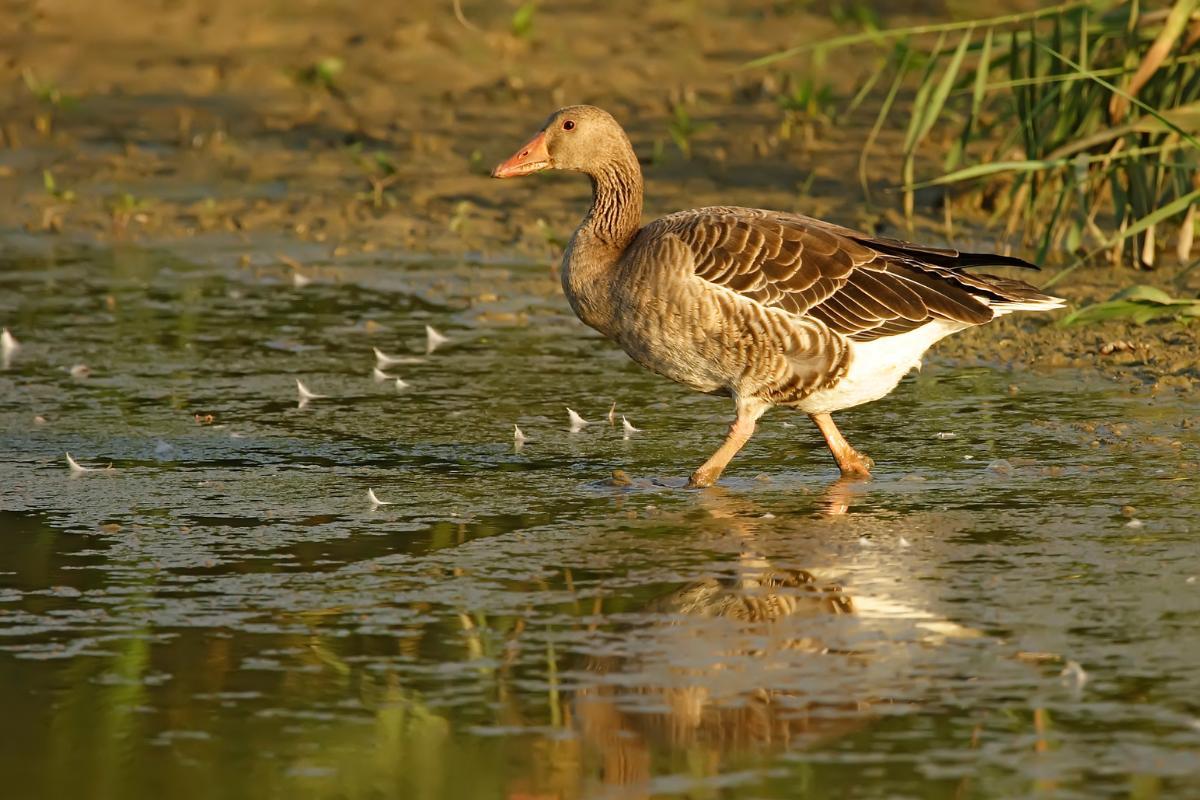 Discover Web-Footed Birds - Characteristics and Photos