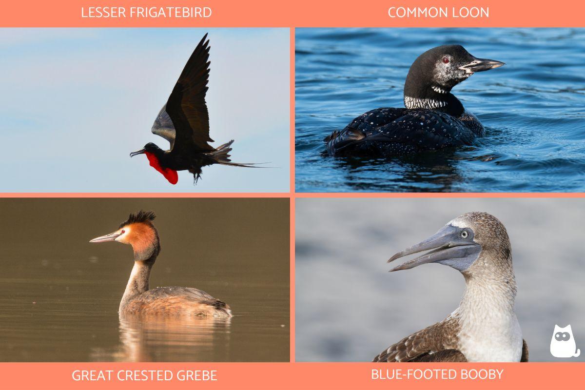 Discover Web-Footed Birds - Characteristics and Photos