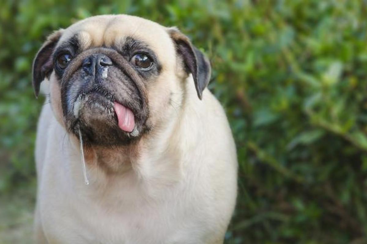 My Dog Has a Stuffy Nose and Trouble Breathing - Causes and Treatment