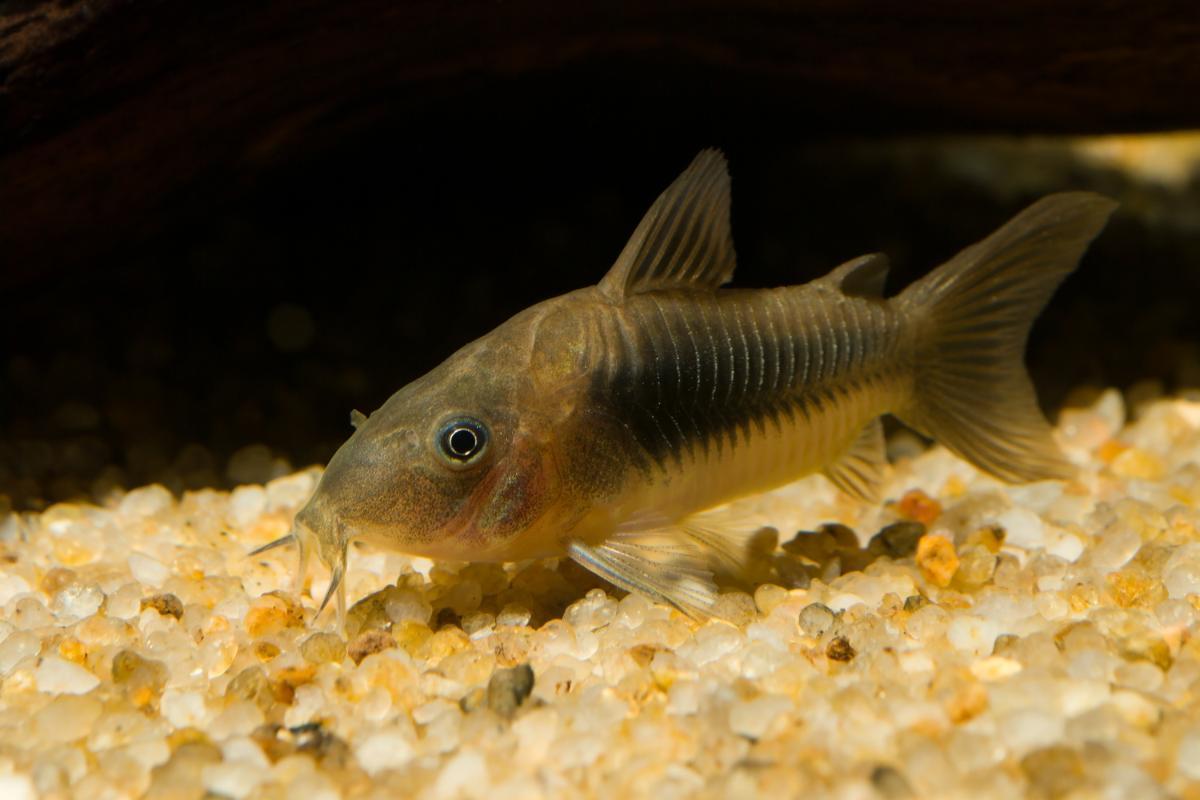10 Types of Corydoras Fish - Species and Photos