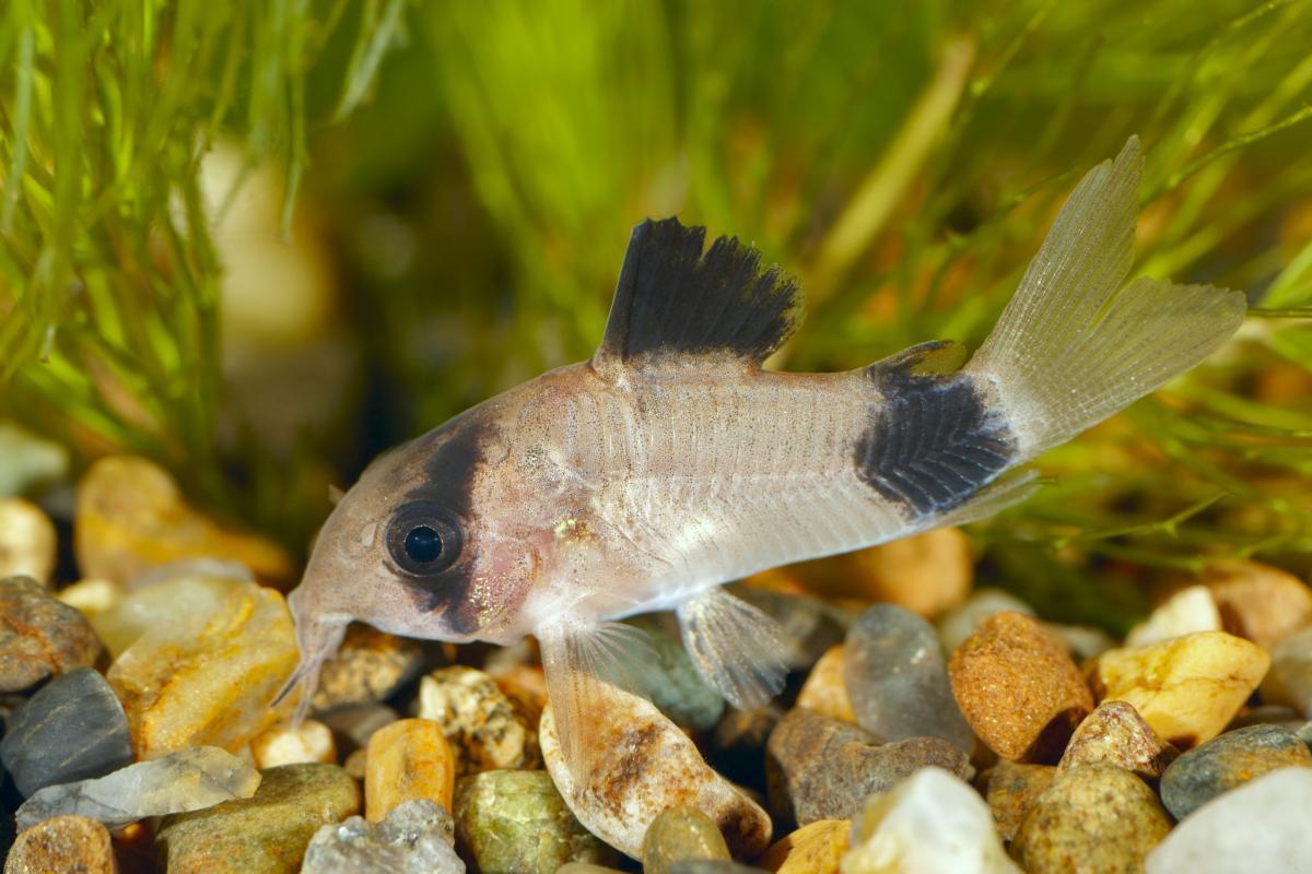 10 Types of Corydoras Fish - Species and Photos