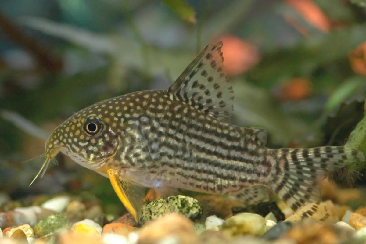 10 Types of Corydoras Fish - Species and Photos