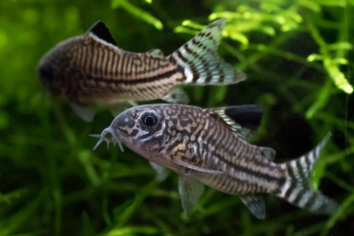 10 Types of Corydoras Fish - Species and Photos
