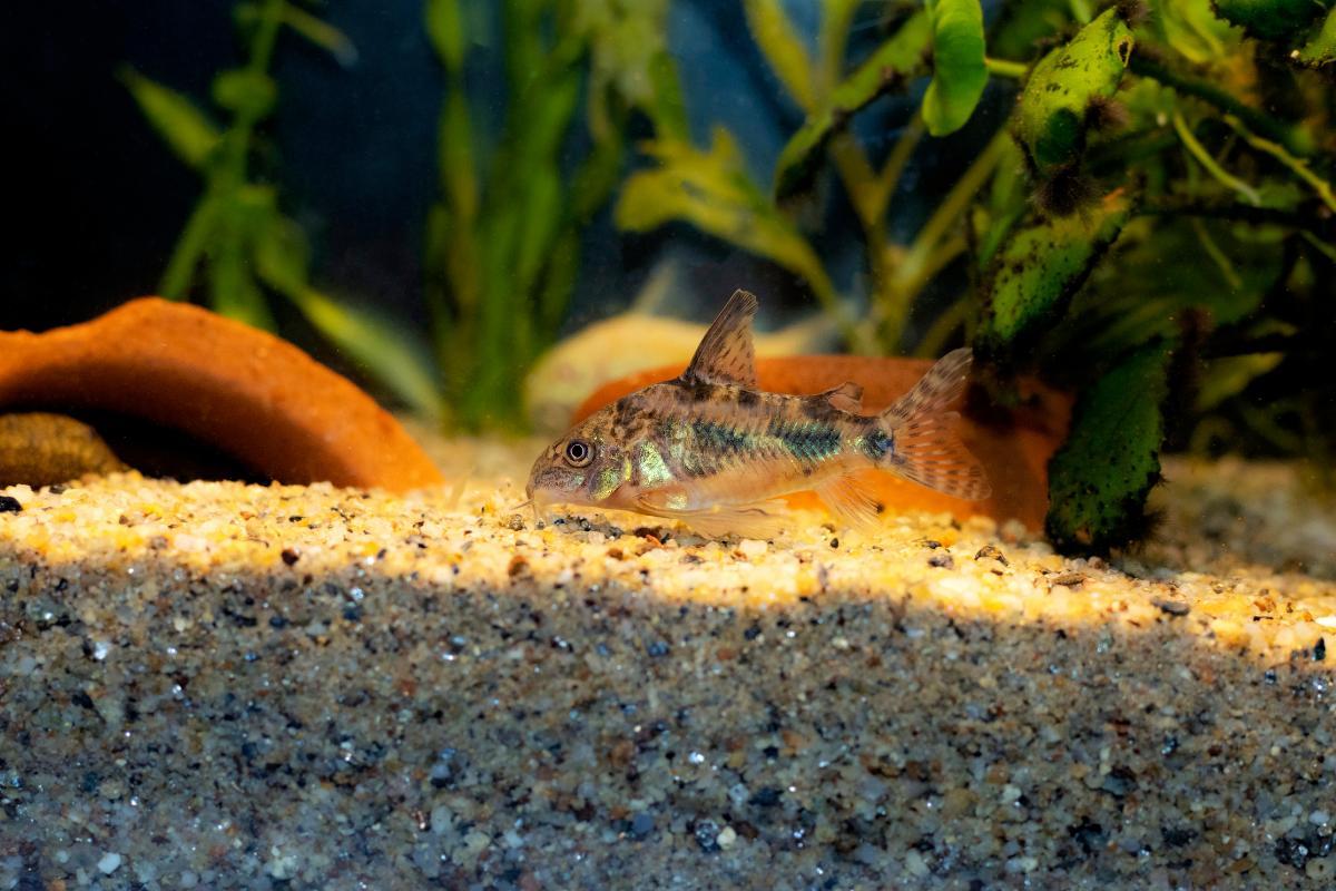 10 Types of Corydoras Fish - Species and Photos