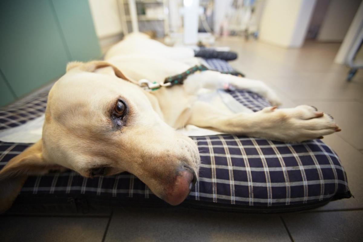 Rickettsia in Dogs - Symptoms and Treatment of Rickettsial Infection