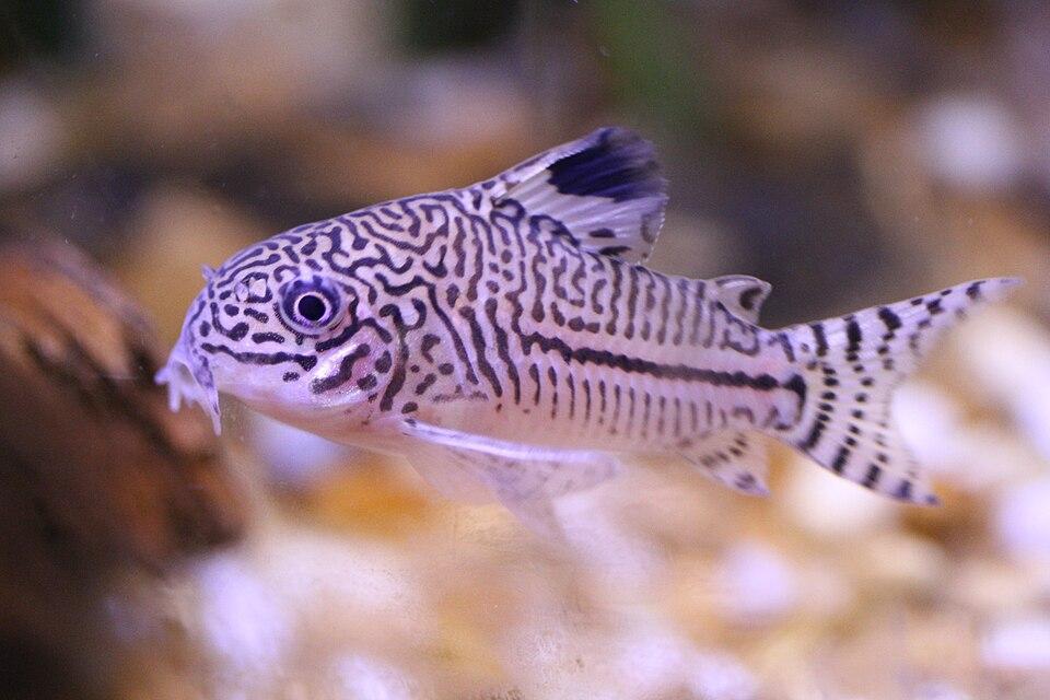 10 Types of Corydoras Fish - Species and Photos