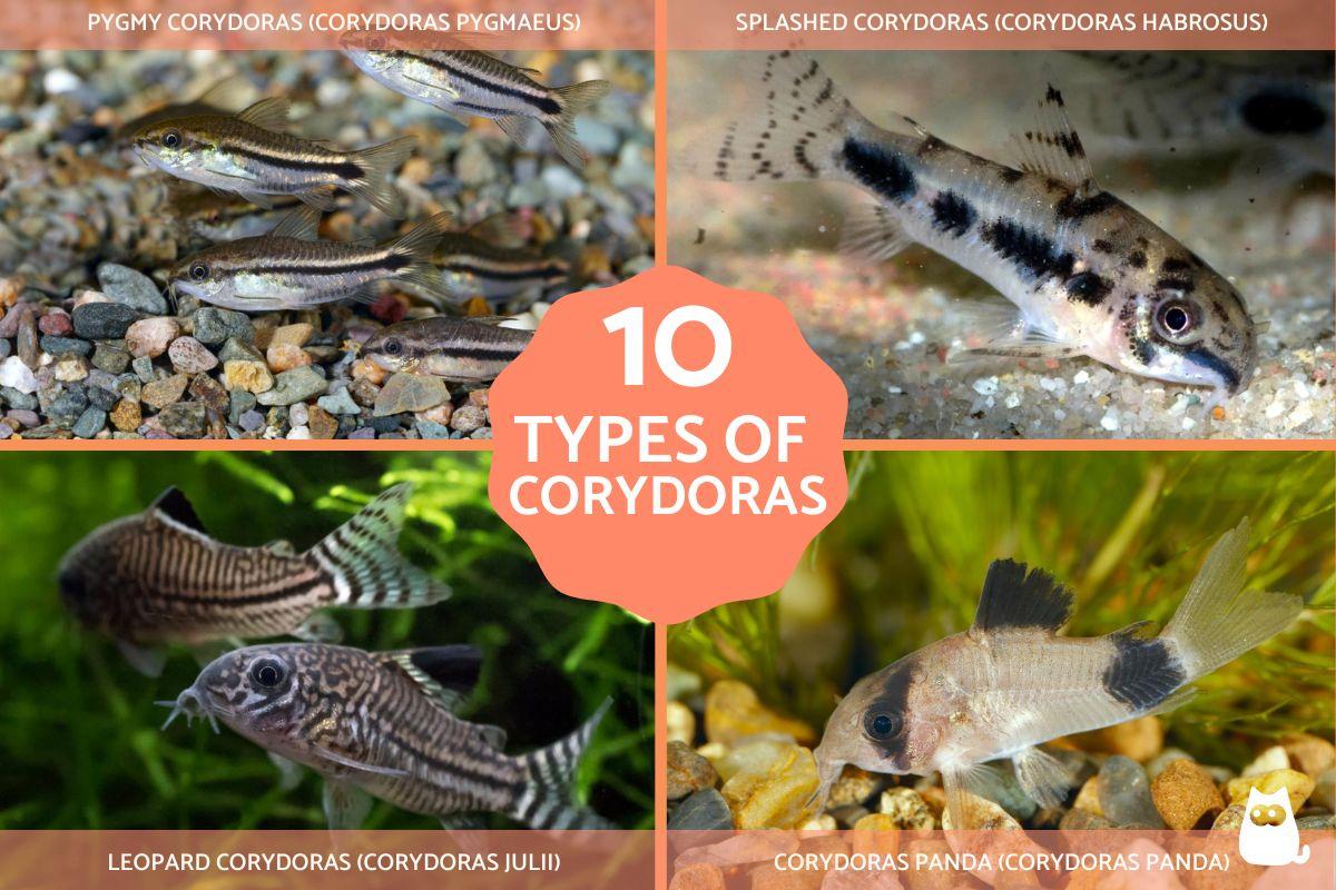 10 Types of Corydoras Fish - Species and Photos