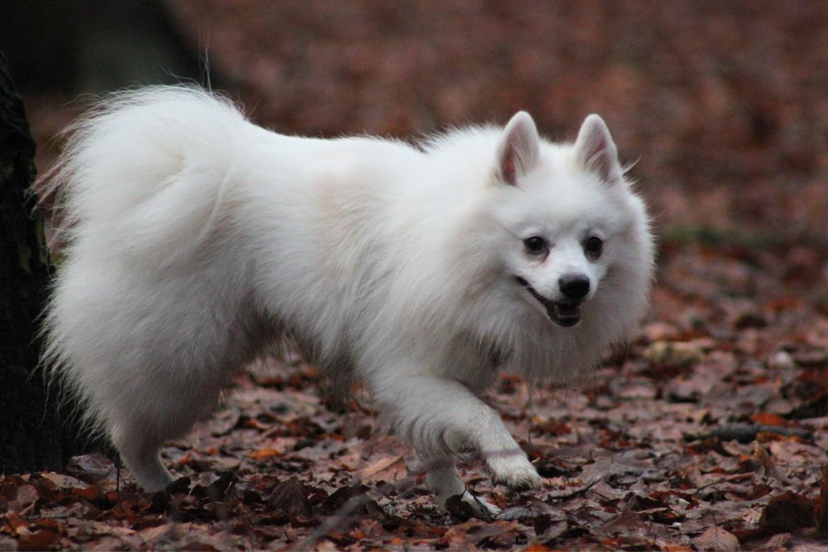 10 Dogs That Look Like Foxes - Fox Dog Breeds With Photos