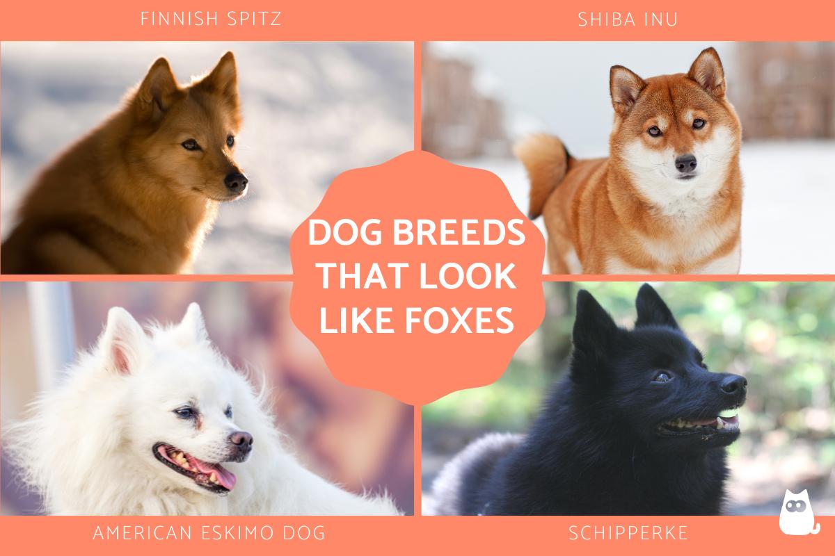 10 Dogs That Look Like Foxes - Fox Dog Breeds With Photos