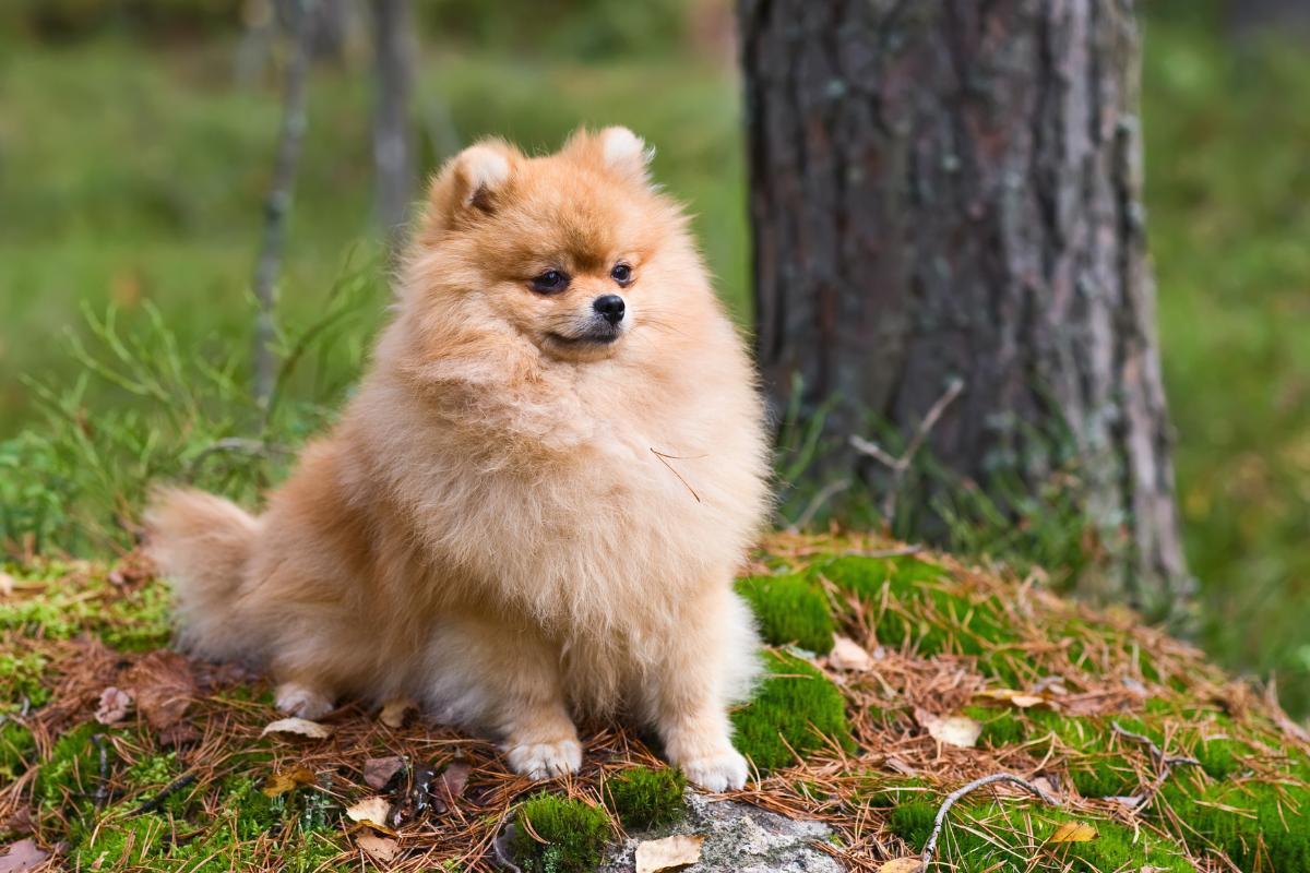 10 Dogs That Look Like Foxes - Fox Dog Breeds With Photos