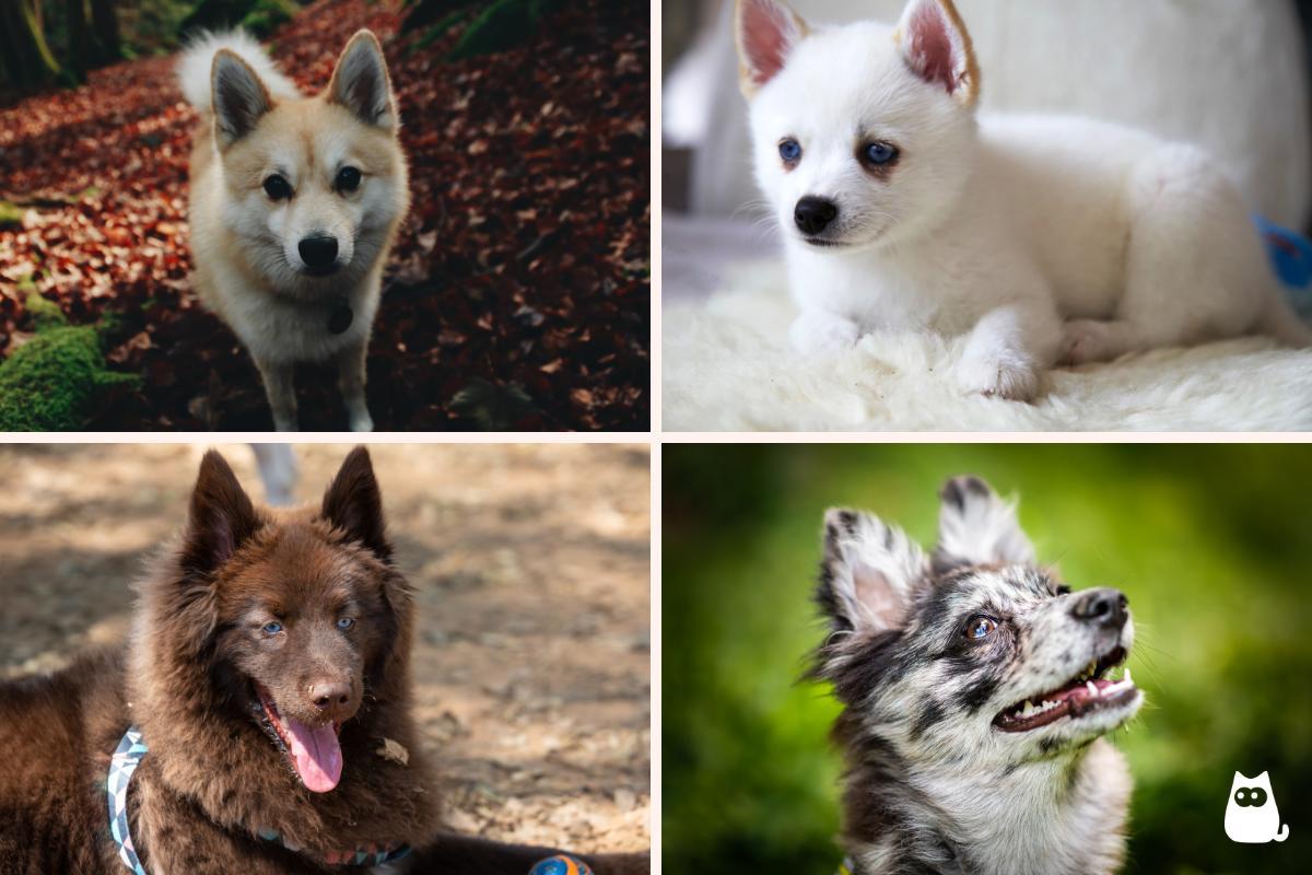 10 Dogs That Look Like Foxes - Fox Dog Breeds With Photos