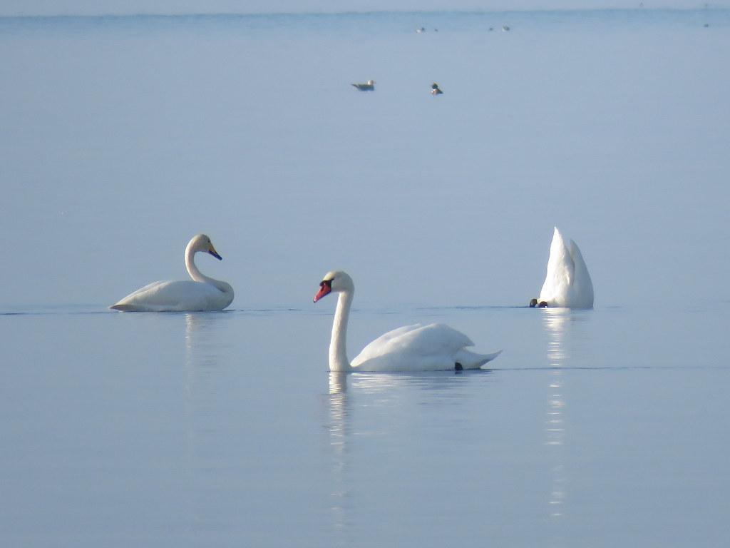 30 Migratory Birds - Characteristics, Examples, and More