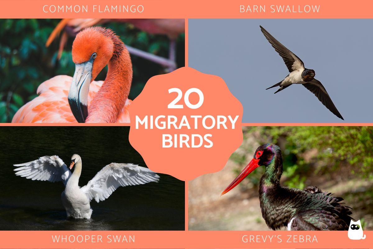 30 Migratory Birds - Characteristics, Examples, and More