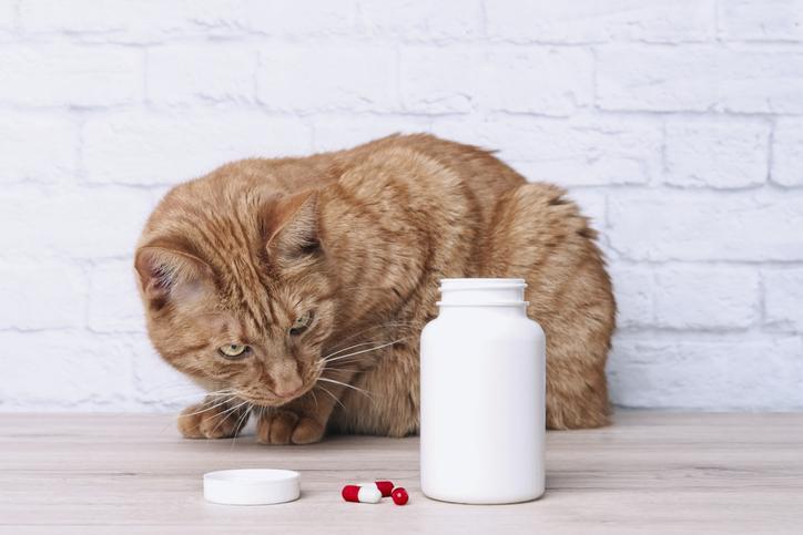 Febantel for Cats - Uses, Dosage and Side Effects