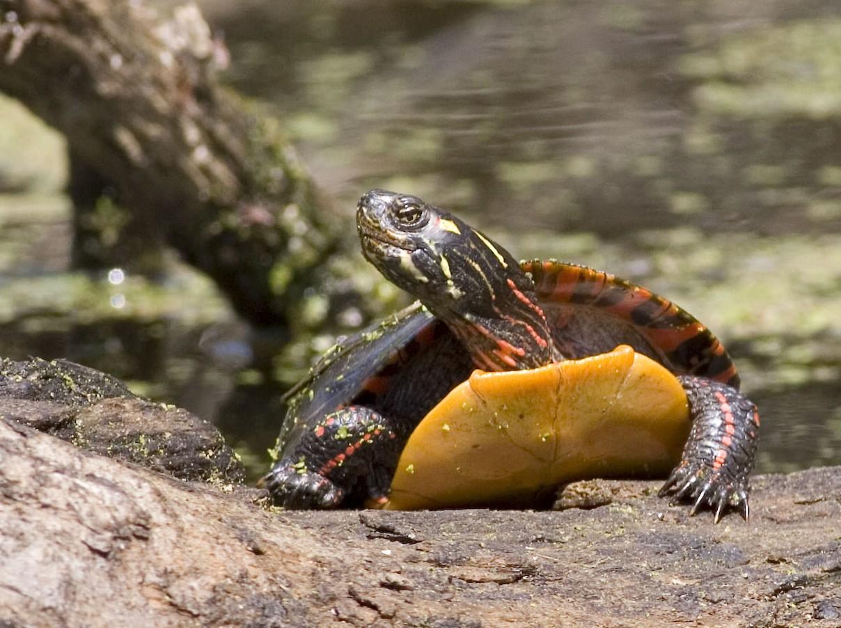 Types of Freshwater Turtles - Types of Domestic Turtles