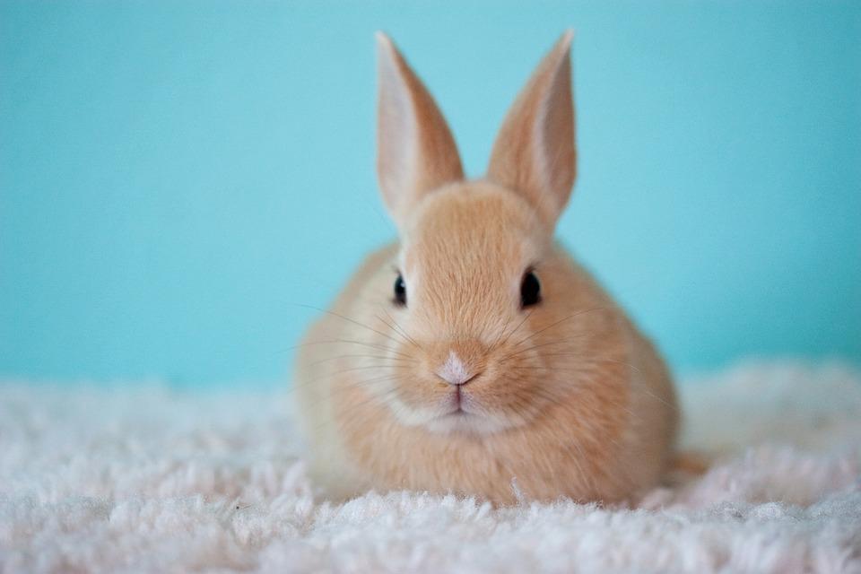 Signs of Stress in Rabbits - Symptoms and Treatment