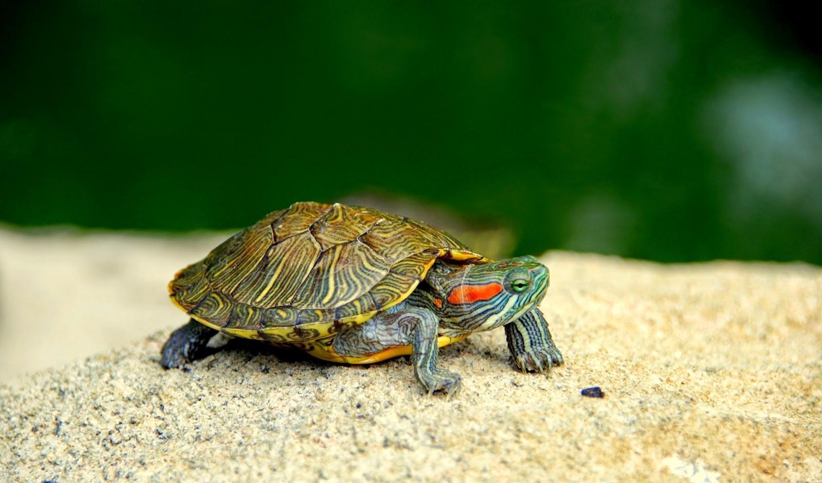 Types of Freshwater Turtles - Types of Domestic Turtles