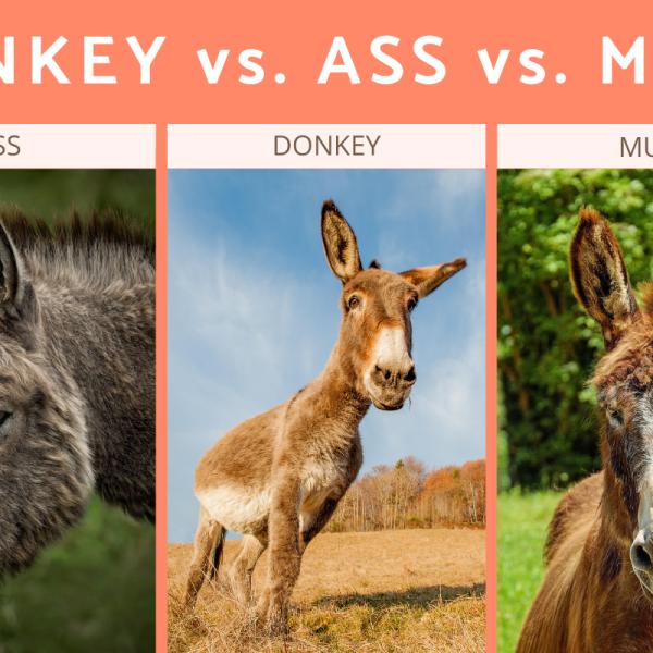 donkeys and mules difference
