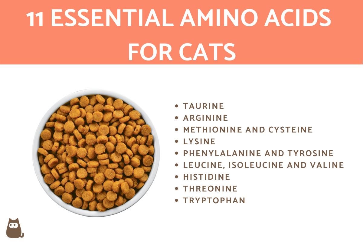 11 Essential Amino Acids for Cats - Foods With Amino Acids for Cats