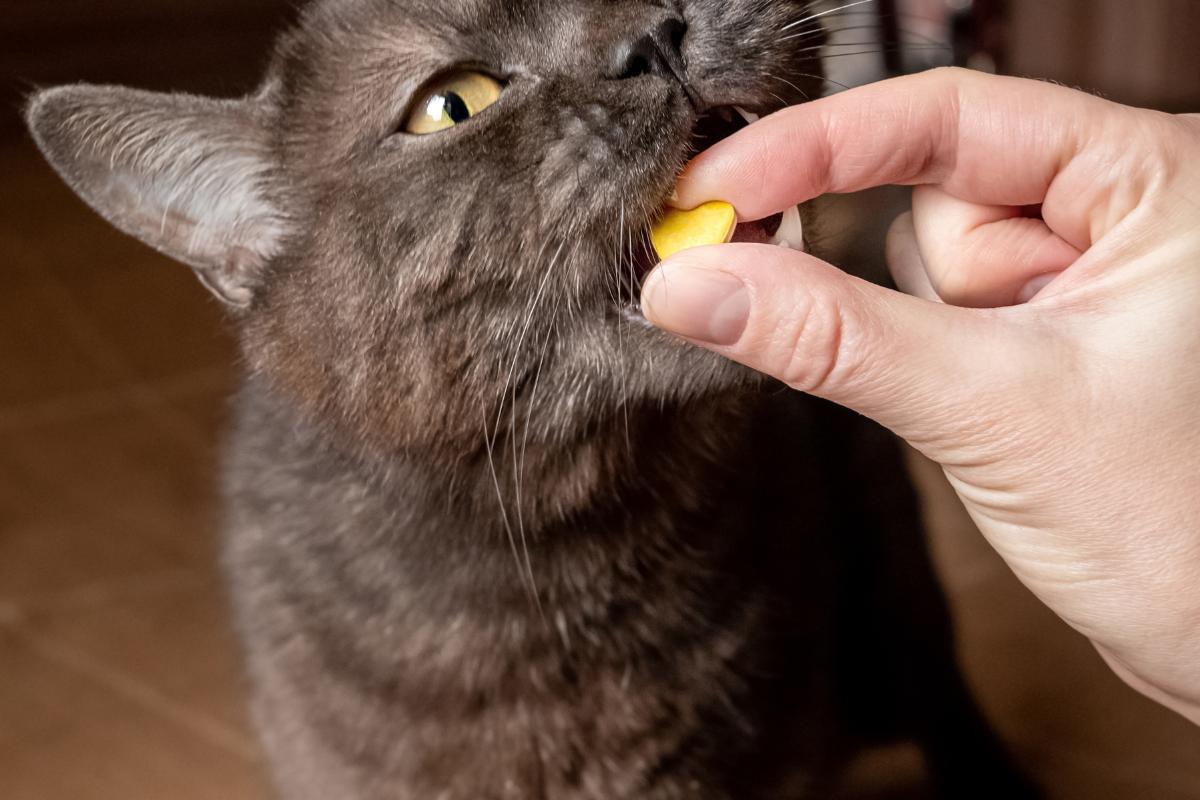 Metacam for Cats - Dosage, Uses, Side Effects and Price