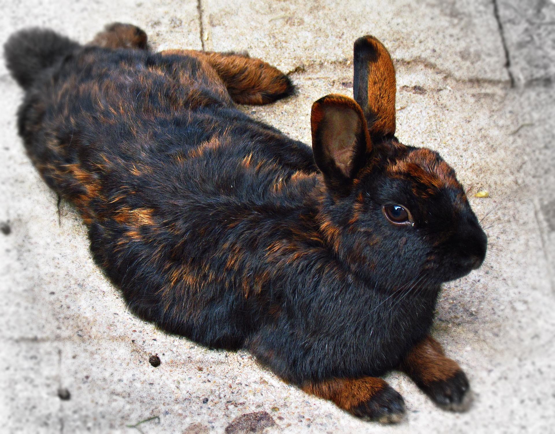 My Rabbit Is Losing Fur - Alopecia in Rabbits Causes and Treatment