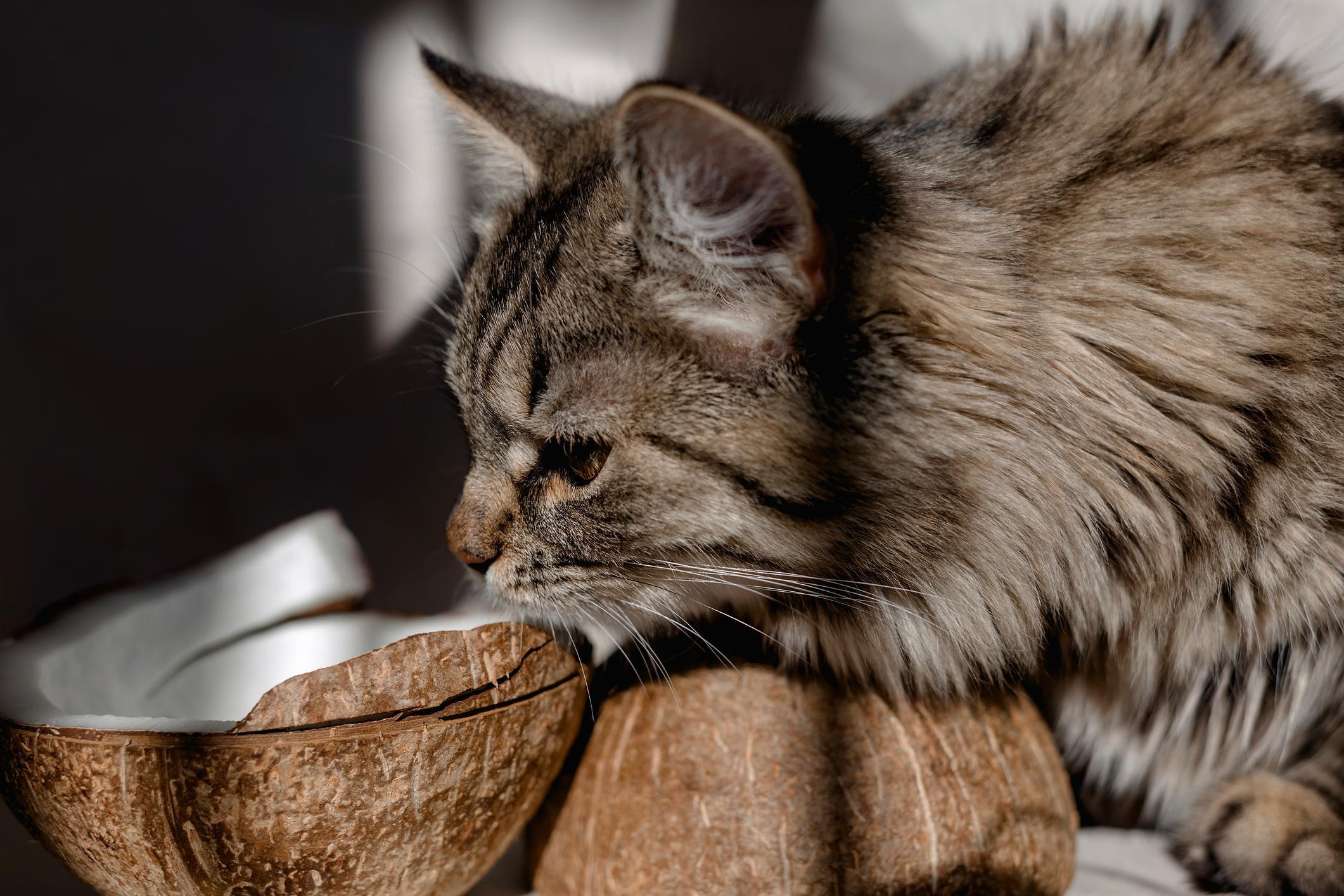 Can Cats Eat Coconut? - Benefits, Risks, and Safe Ways to Treat Them