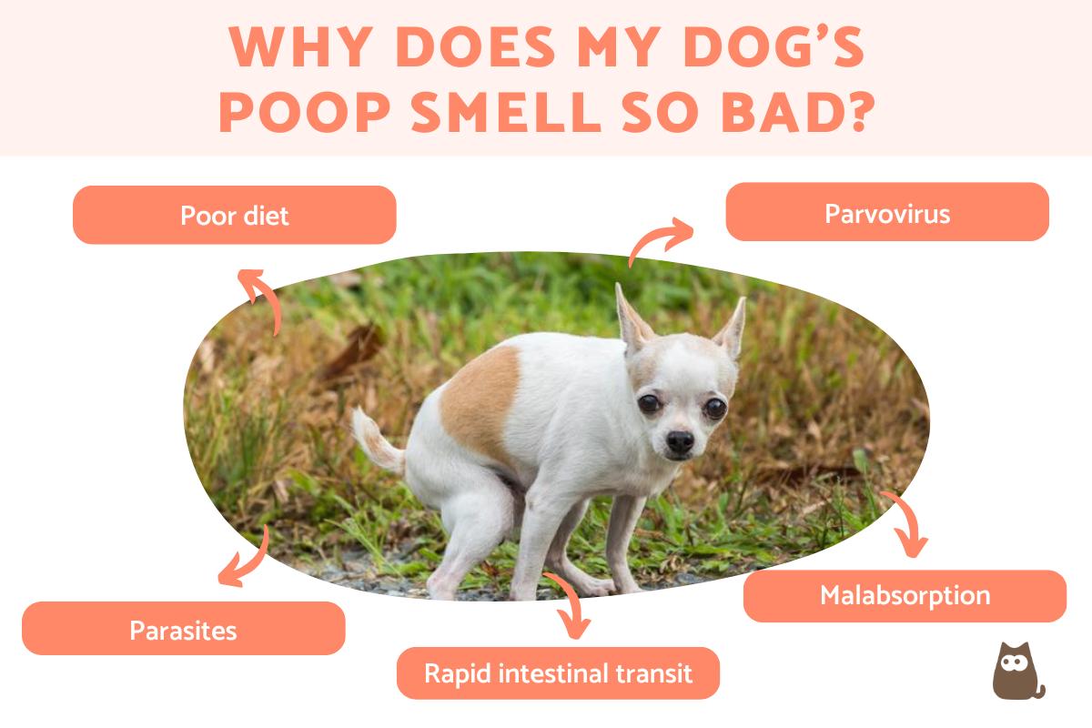 dog poop stinks bad